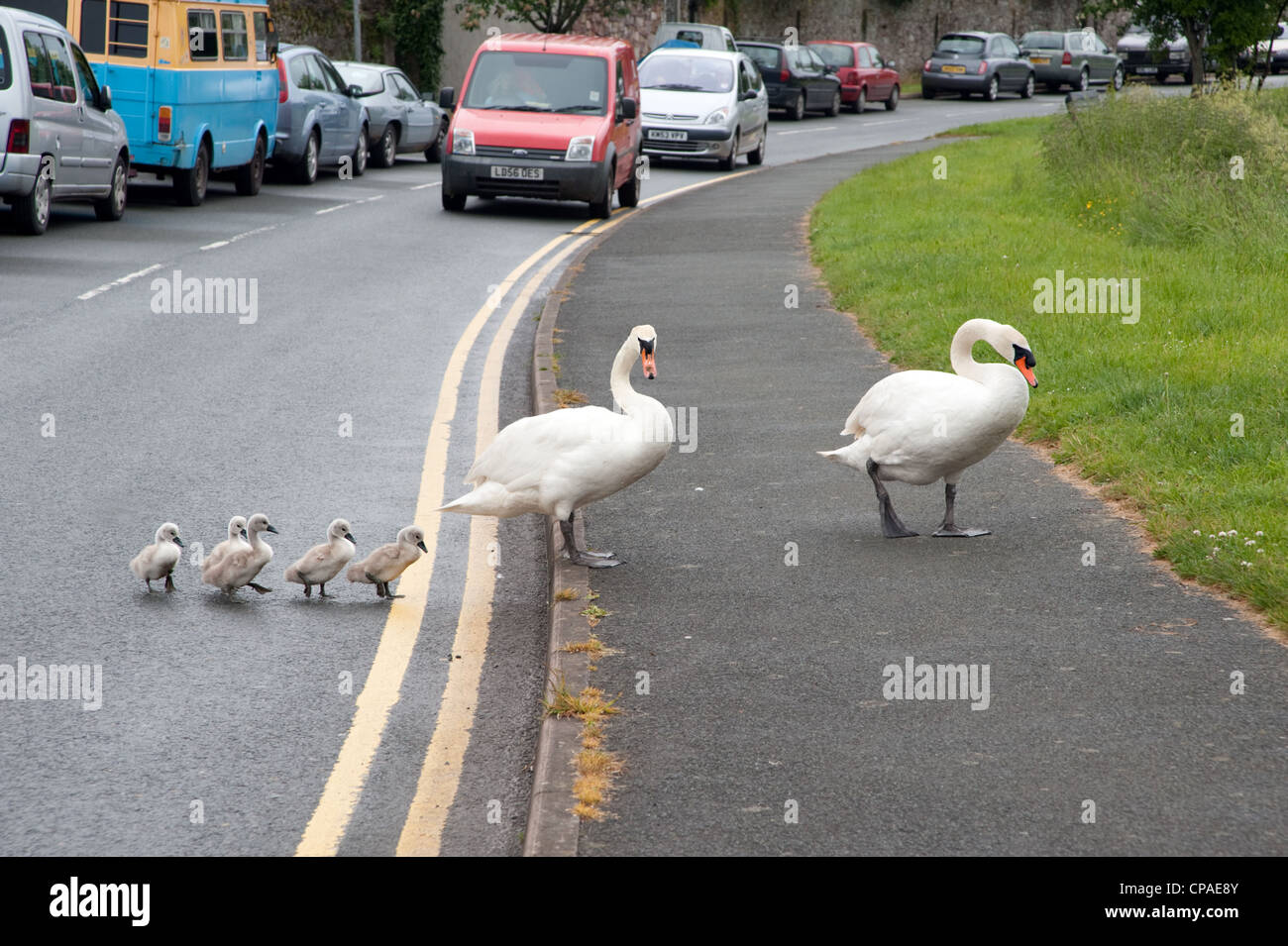 Swan crossing road hi-res stock photography and images - Alamy