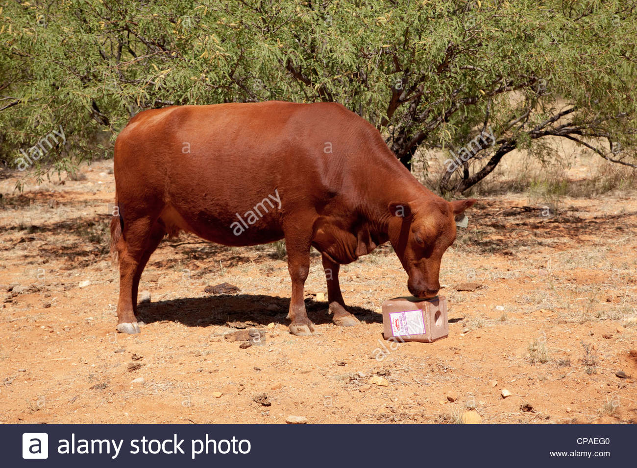 Cow Licking High Resolution Stock Photography and Images - Alamy