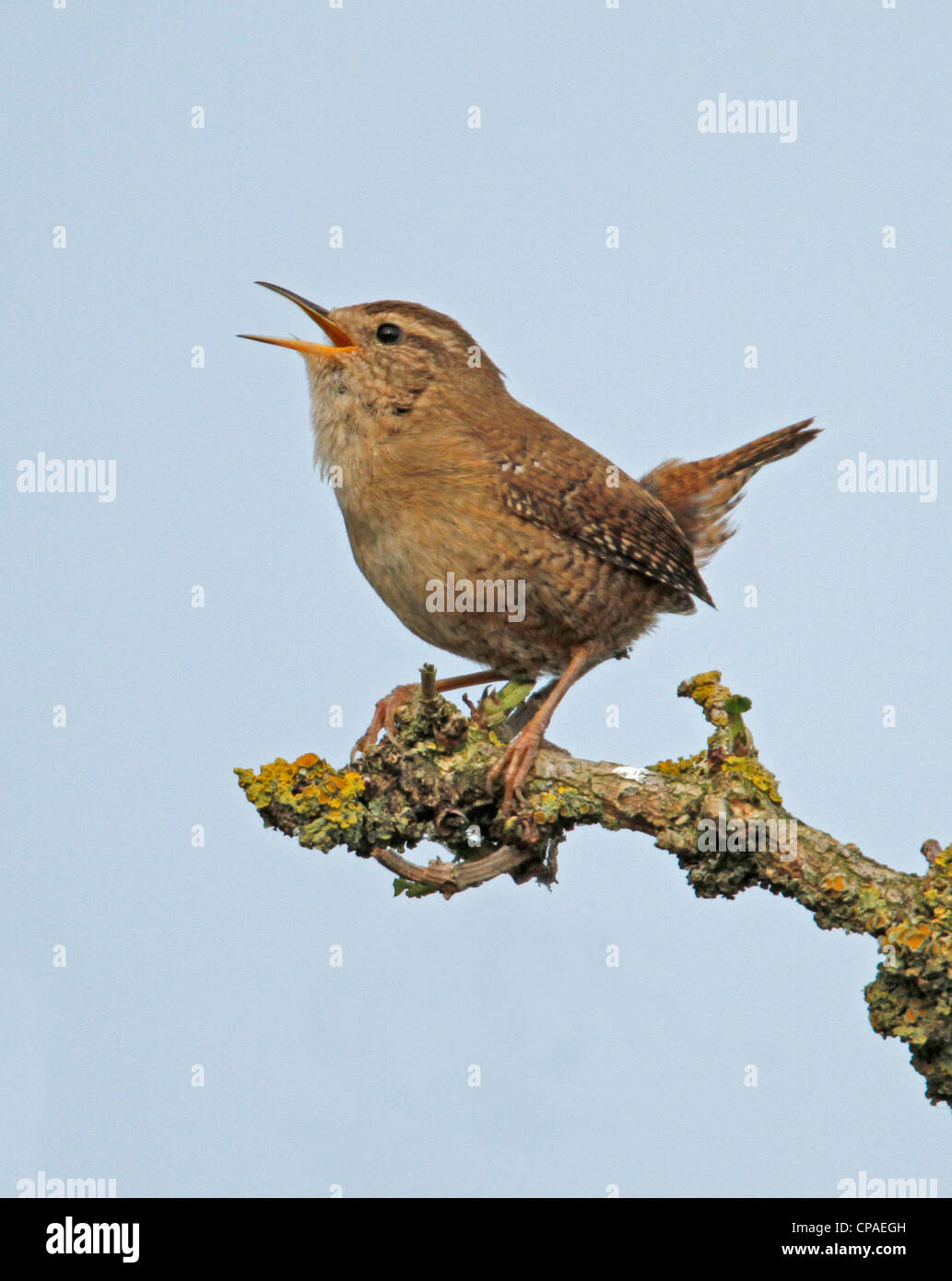 Tip of tree singing bird hi-res stock photography and images - Alamy