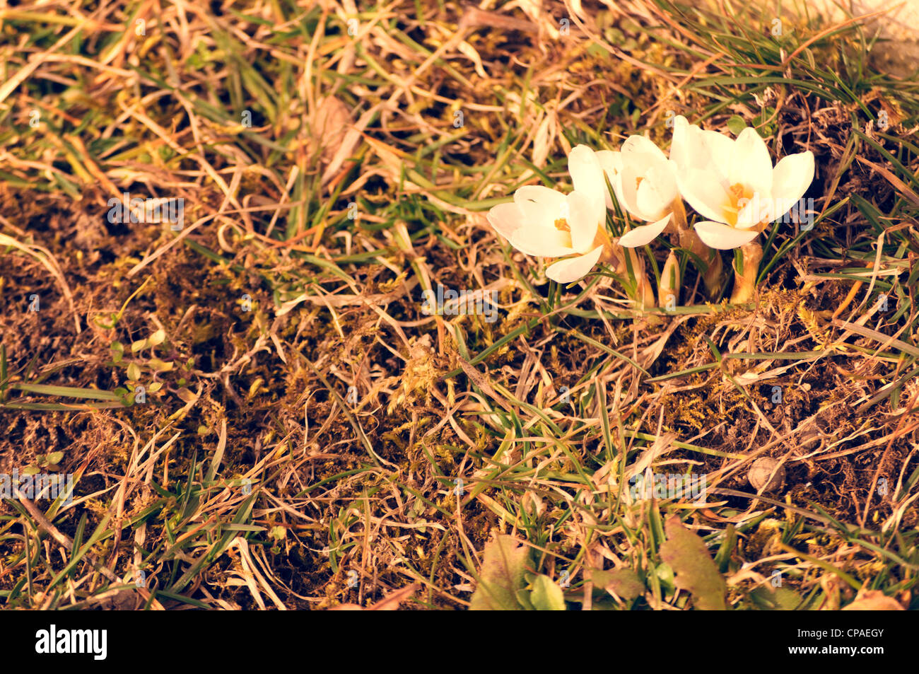 First signs of spring Stock Photo - Alamy