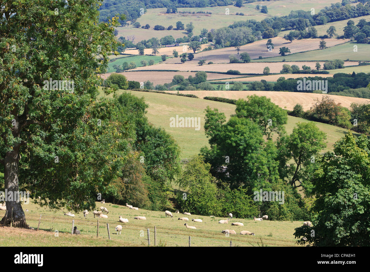 Rolling hills with sheep typify Cotswolds in the Southwestern England ...