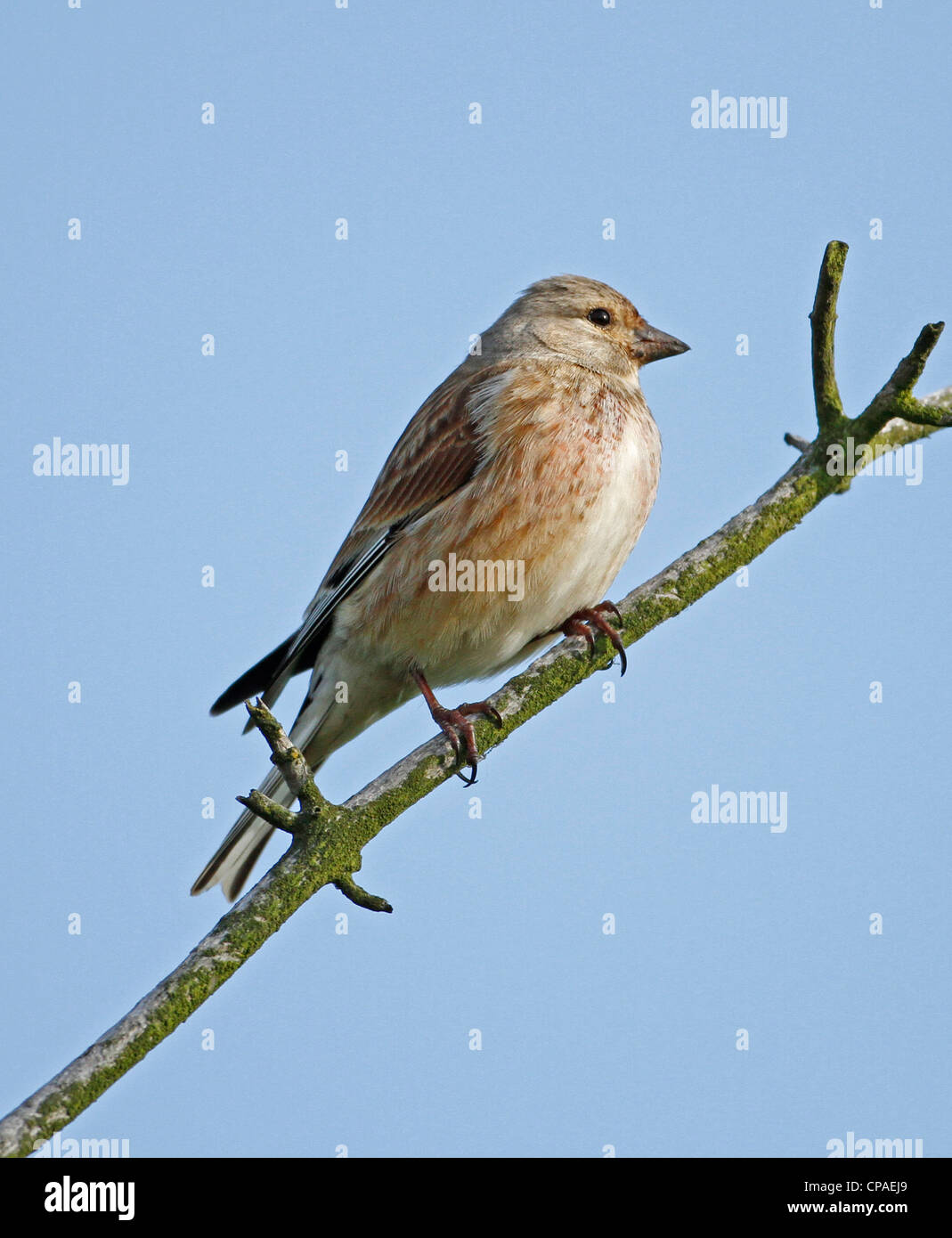Linnet in breeding plumage hi-res stock photography and images - Alamy