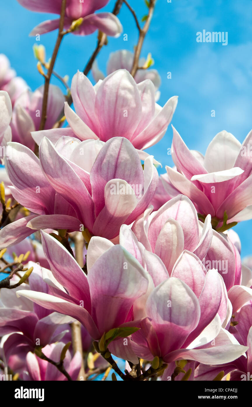 Close up magnolia soulangeana hi-res stock photography and images - Alamy