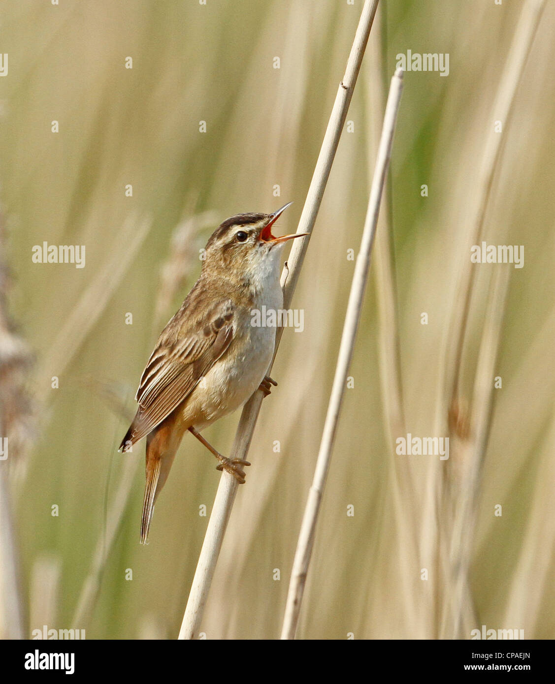 Sedge warbler (Acrocephalus schoenbaenus Stock Photo - Alamy