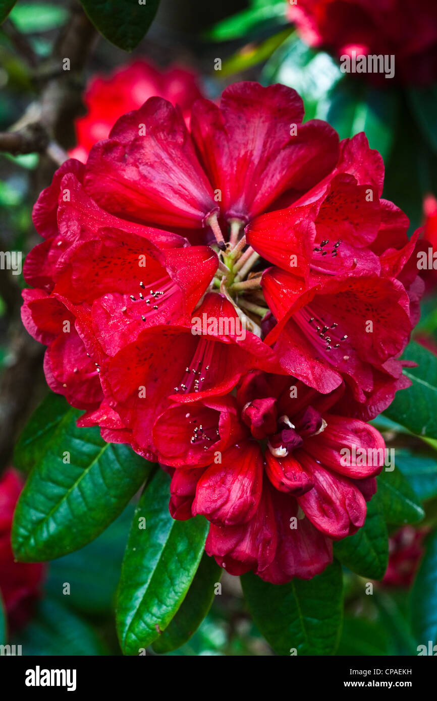 Rhododendron rubicon blooming clusters Stock Photo - Alamy
