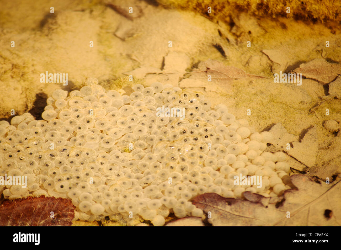 Frogs eggs hi-res stock photography and images - Alamy