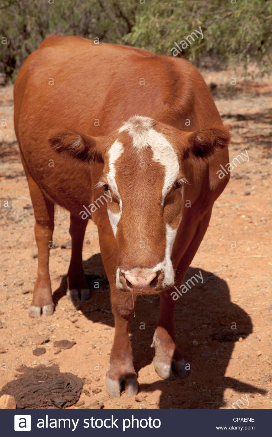 Red Angus Cow High Resolution Stock Photography and Images - Alamy