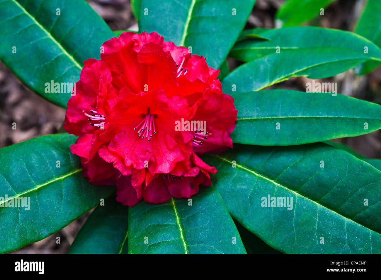 Vancouver british columbia canada rhododendron hi-res stock photography ...