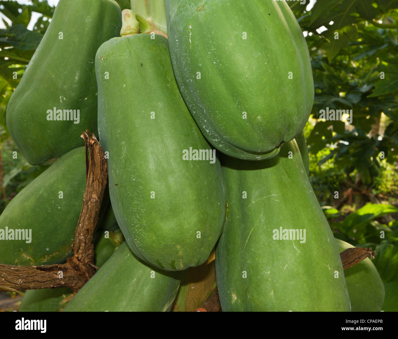 Belize tree fruit hi-res stock photography and images - Alamy