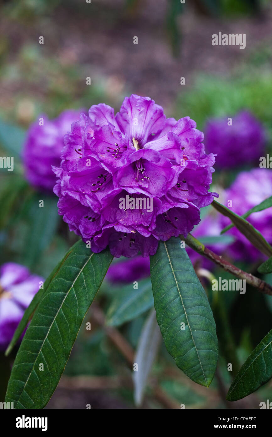 An unusual purpled flowered rhododendron Stock Photo - Alamy