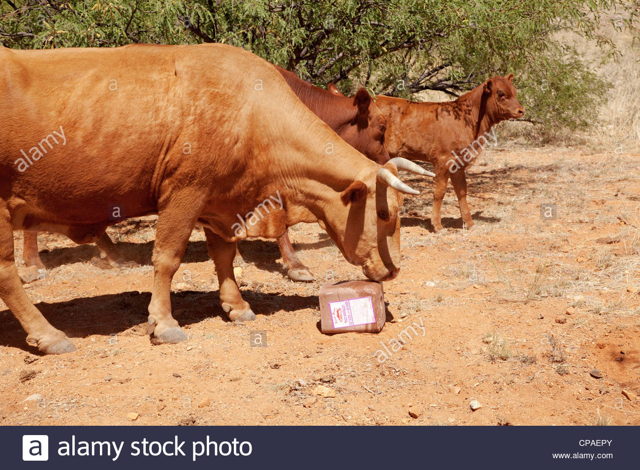 Salt Block Cattle Stock Photos & Salt Block Cattle Stock Images - Alamy