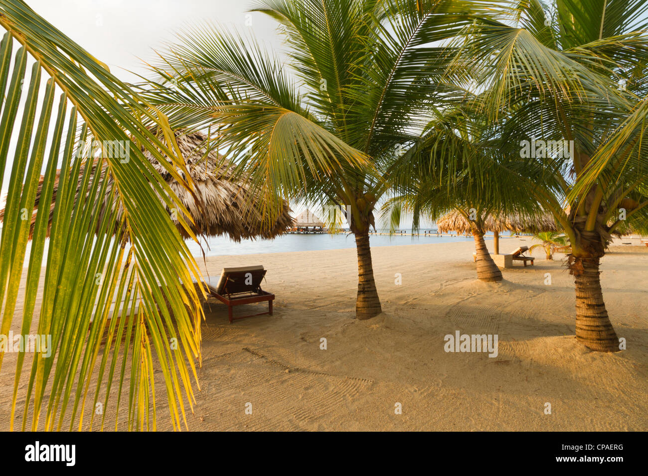 Palm trees on sandy beach hi-res stock photography and images - Alamy