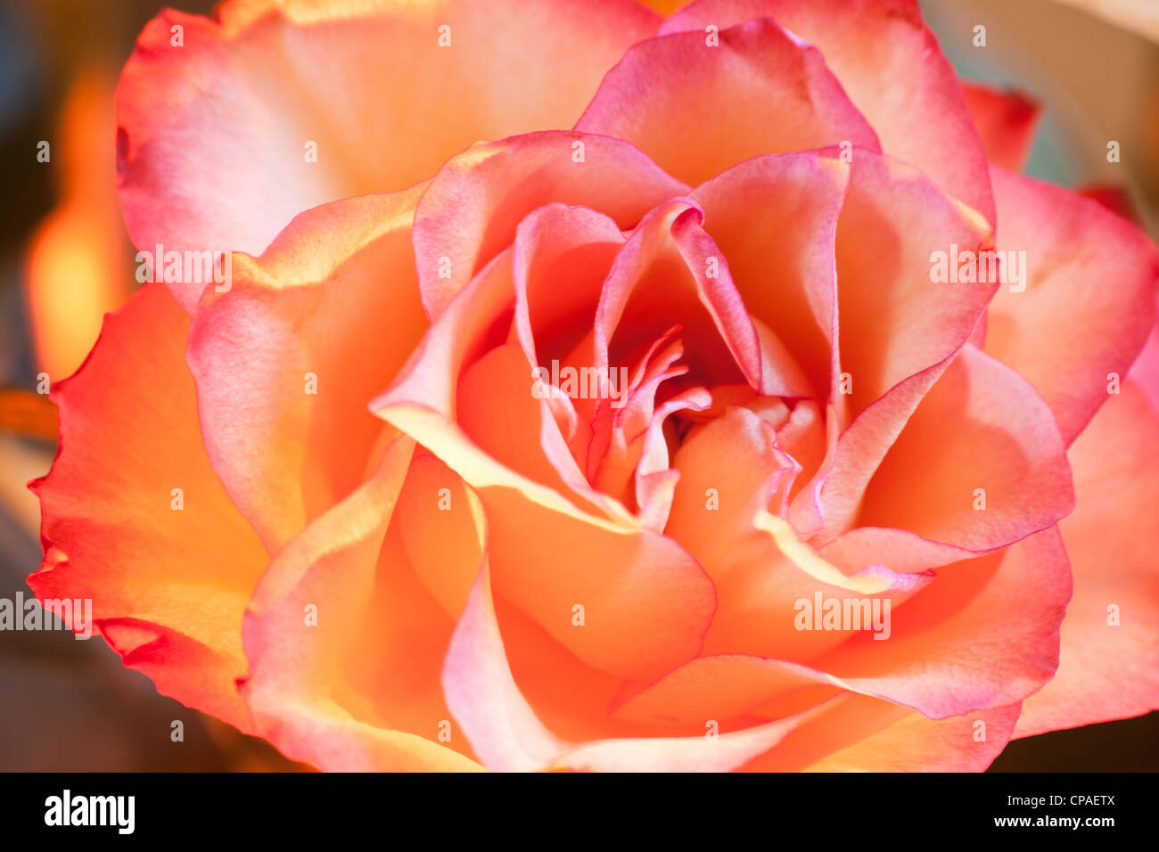 Rose tint hi-res stock photography and images - Alamy