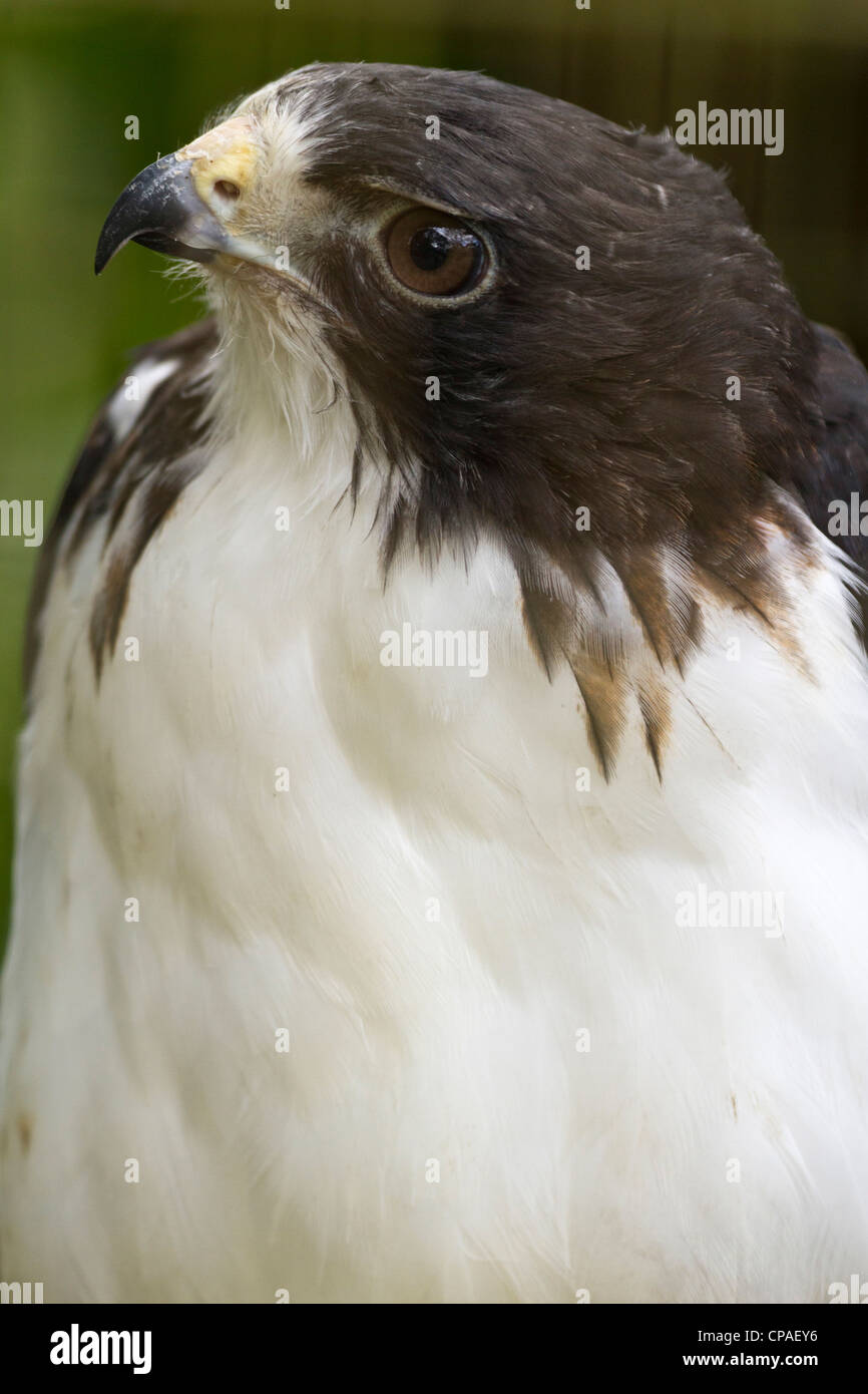 White-tailed hawk, Buto albicaudatus (captive), in Anton el Valle ...