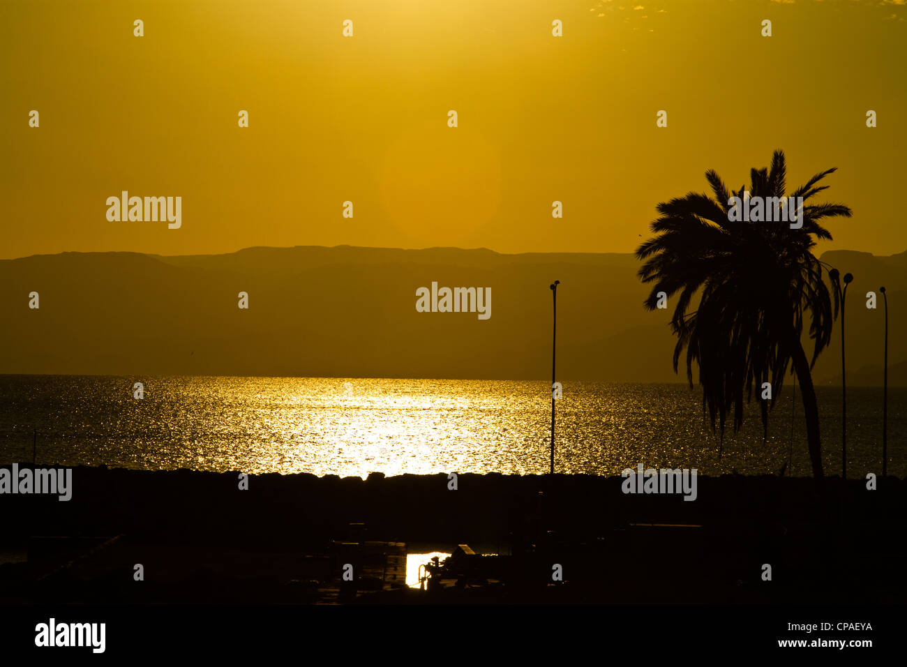 Palm Tree and sunset over the Red Sea, Jordan Stock Photo - Alamy