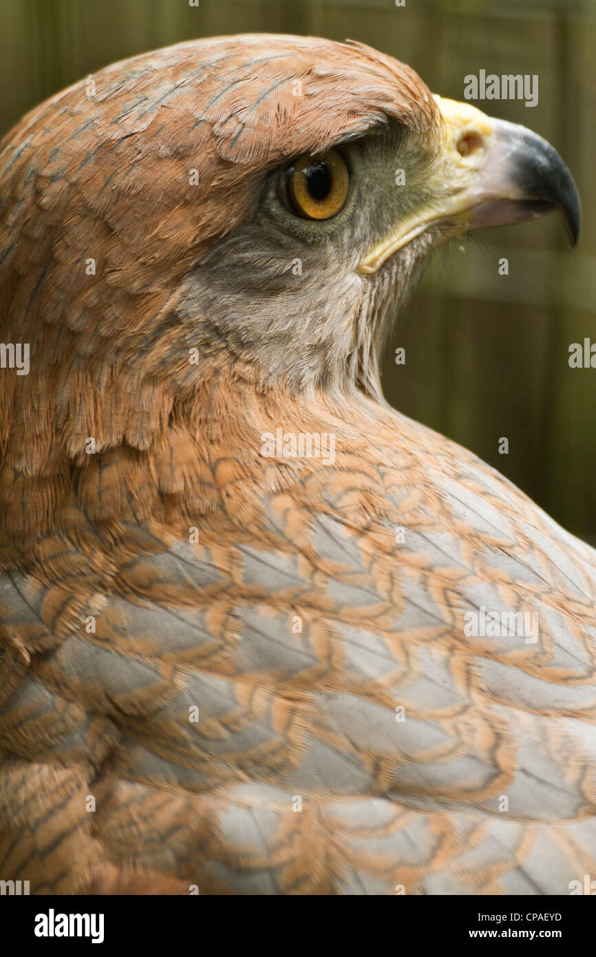 Savannah hawk, Buteogallus meridionalis, (captive), Anton el Valle ...