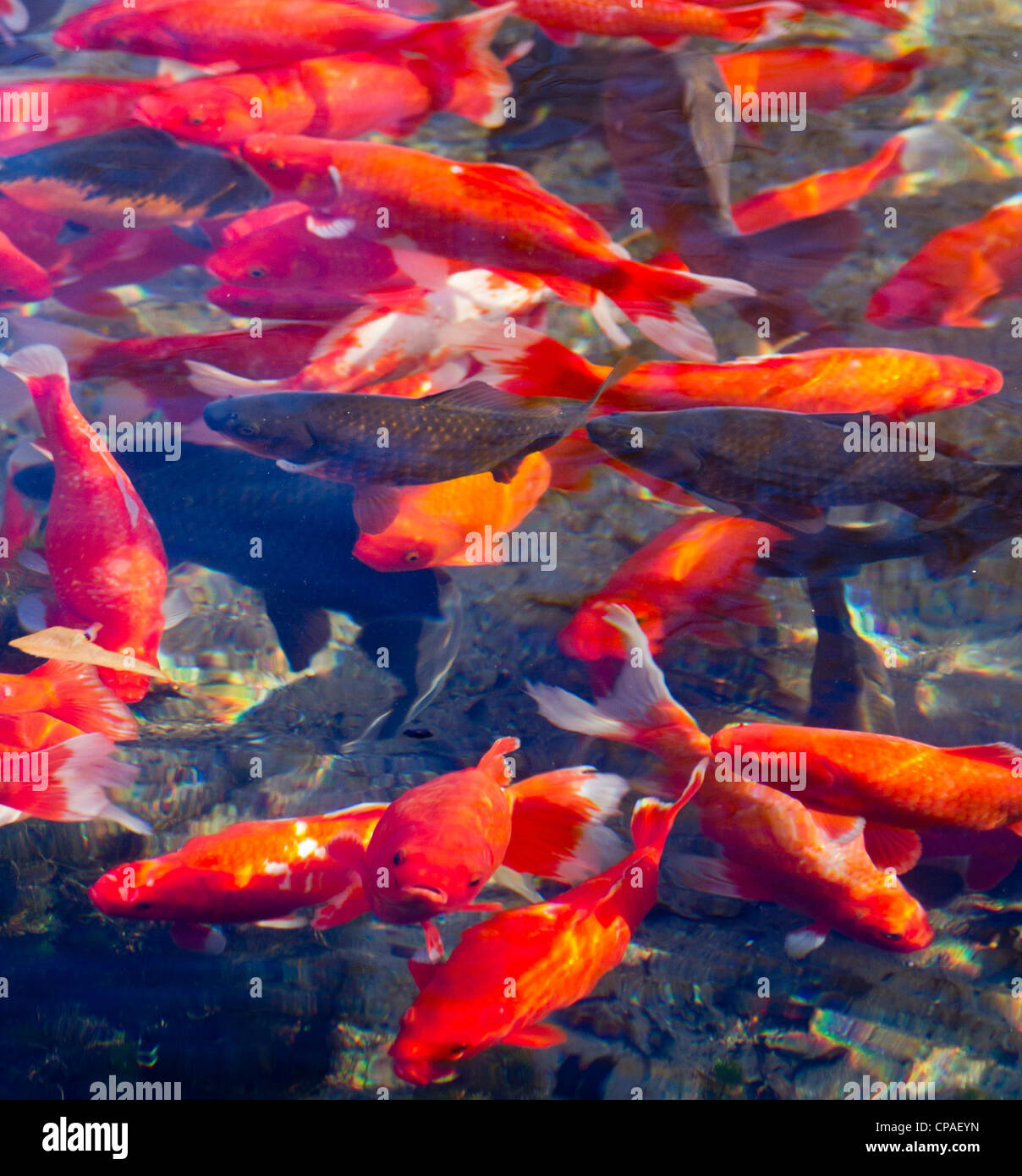 Koi and carp in Big Spring Park, Huntsville, Alabama Stock Photo - Alamy