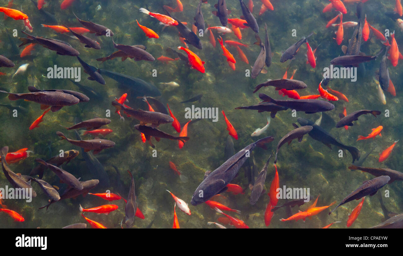 Koi and carp in Big Spring Park, Huntsville, Alabama Stock Photo - Alamy