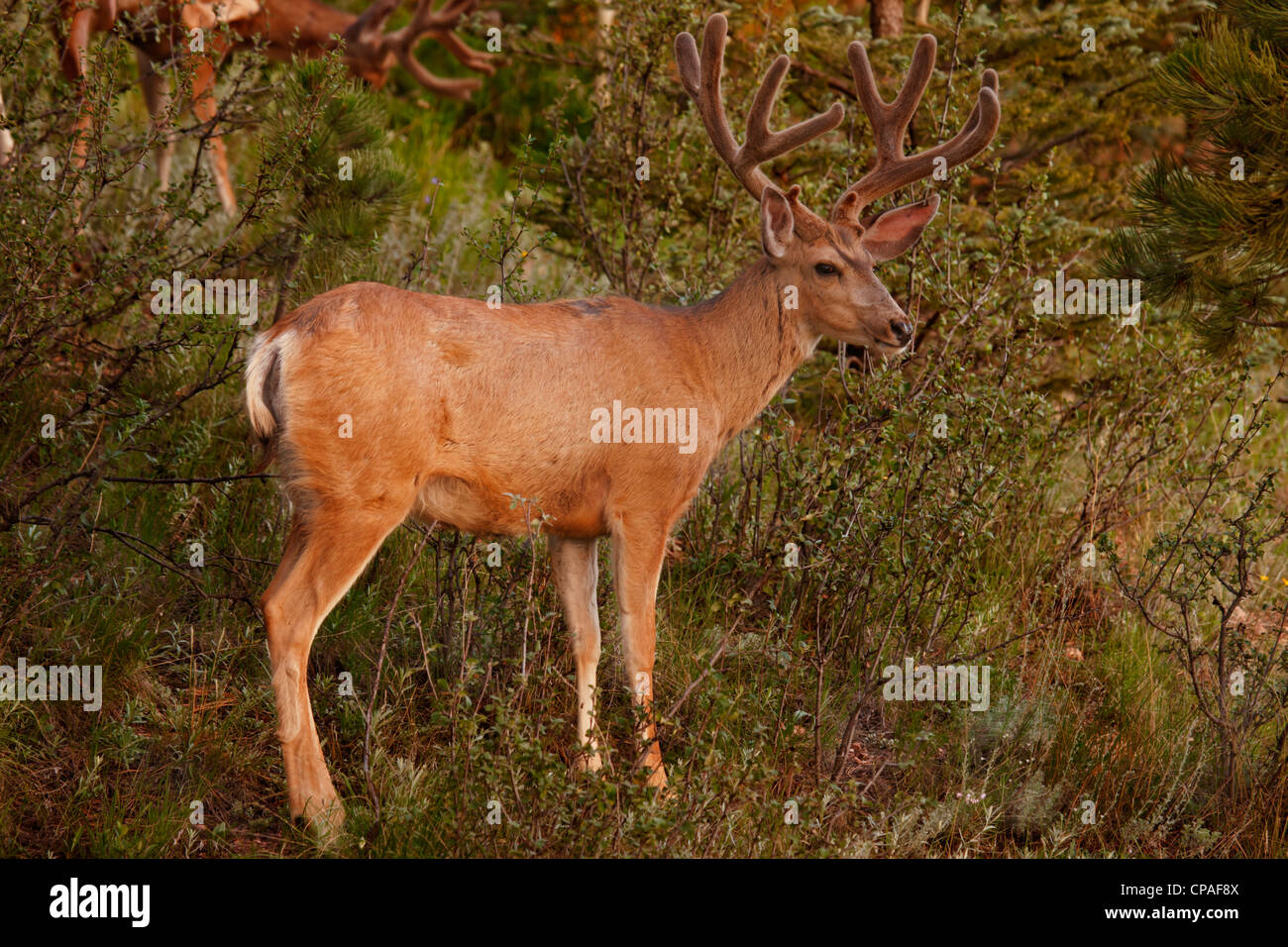 USA, Colorado, Pike National Forest. Side view of mule deer buck with ...