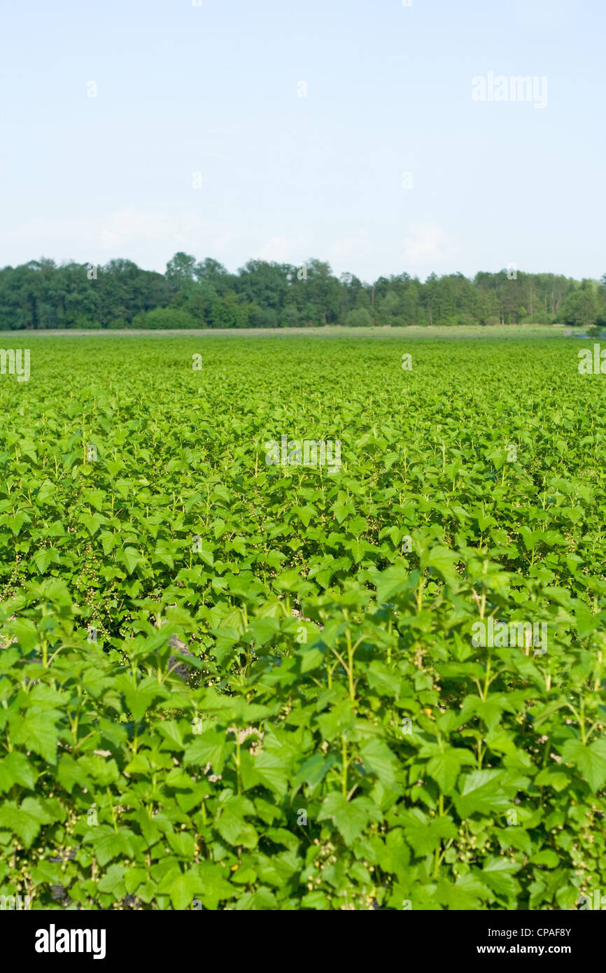 Blackcurrant field hi-res stock photography and images - Alamy