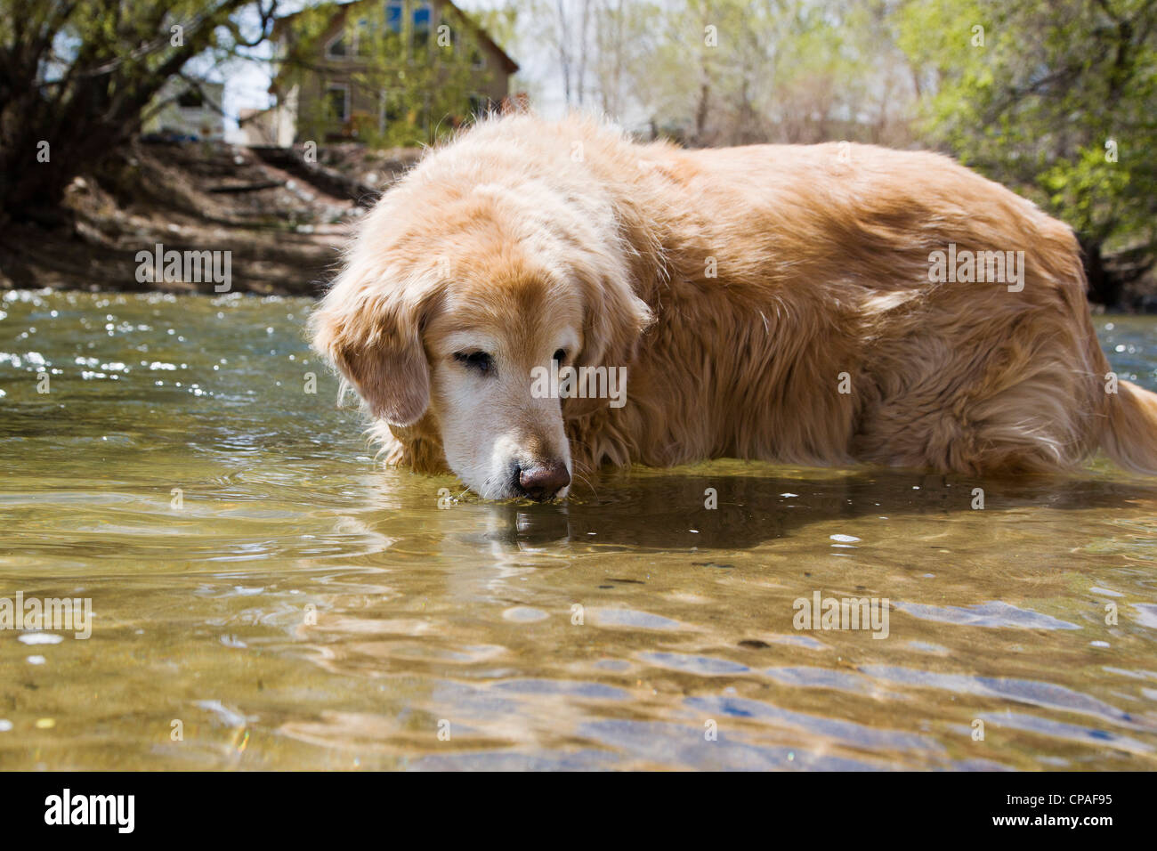 Ruby, a Golden Retriever dog, playing in the sun lit Arkansas River ...