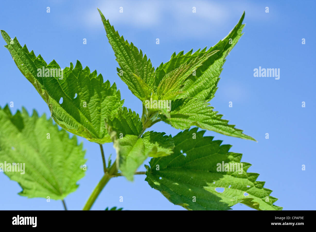 Nettle stalk hi-res stock photography and images - Alamy