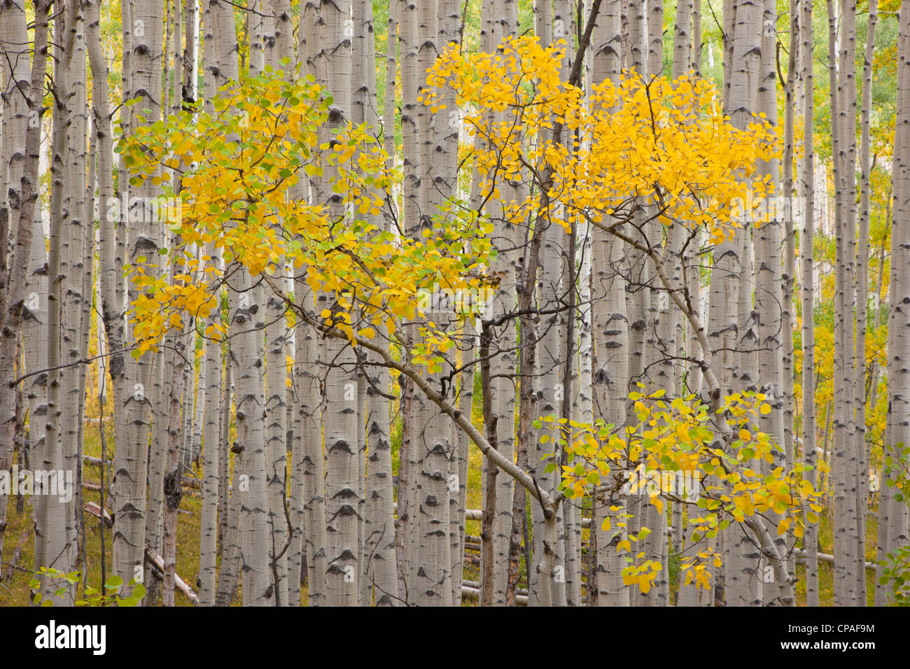 USA, Colorado, White River National Forest. A stand of aspen trees in ...