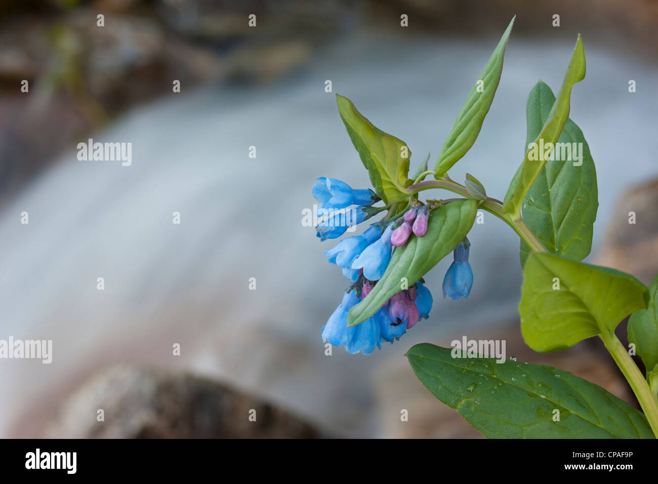 USA, Colorado, Collegiate Peaks Wilderness. Mountain bluebells beside a ...