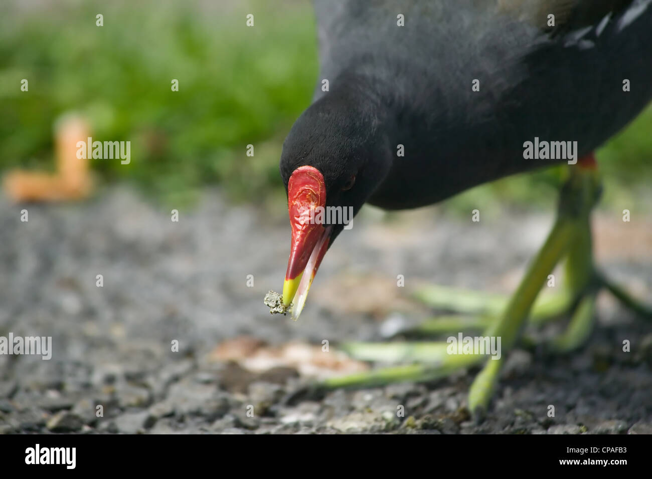 Moorhen feeding hi-res stock photography and images - Alamy