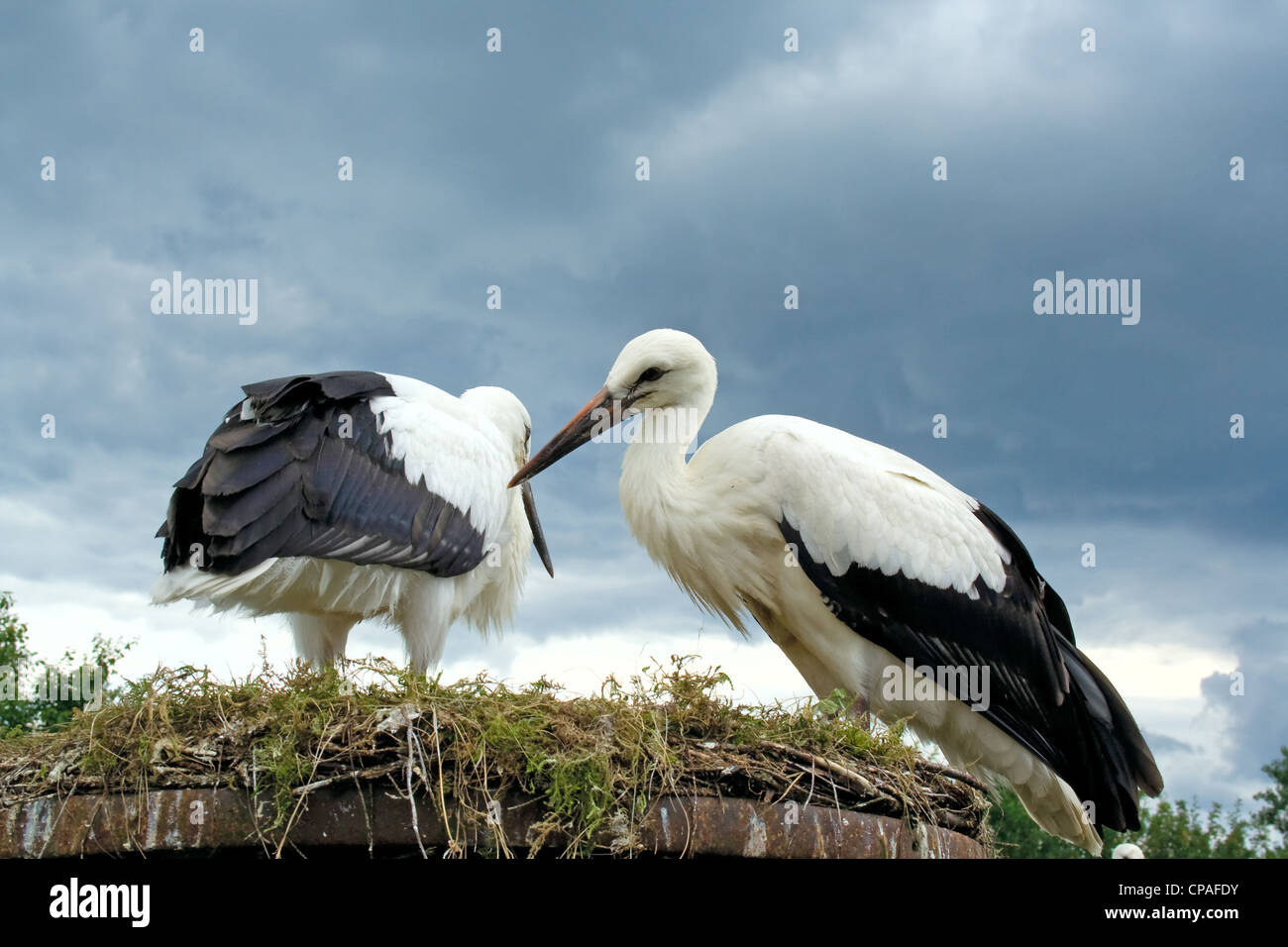 Clouds and storks hi-res stock photography and images - Alamy