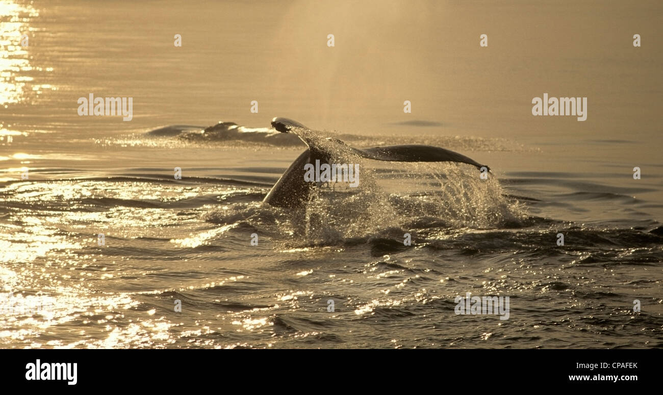 Humpback whale (Megaptera novaeangliae) gather in Frederick Sound, to ...