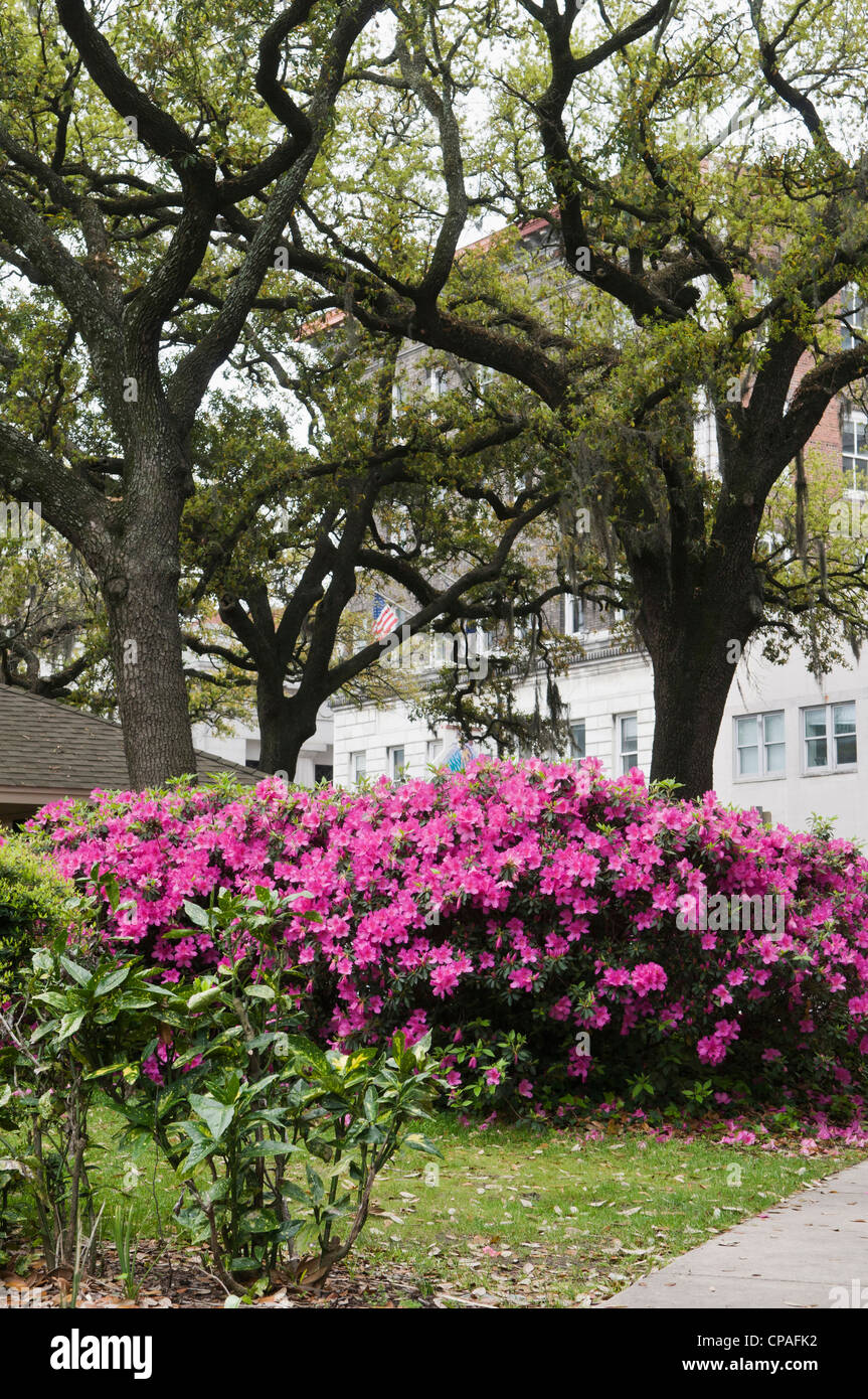 USA, Georgia, Savannah. Brilliant azalea display in Old Town district ...