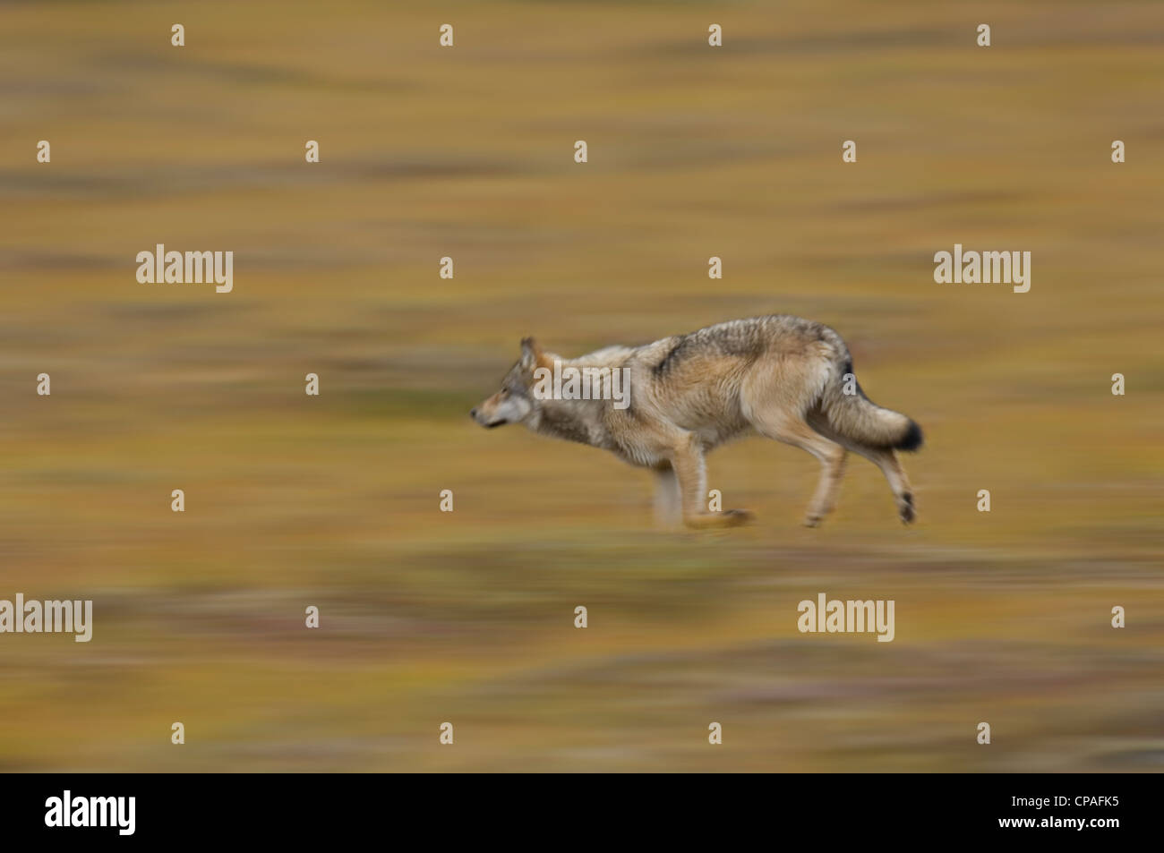Gray wolf (Canis lupus) streaks across the tundra on an unknown mission ...