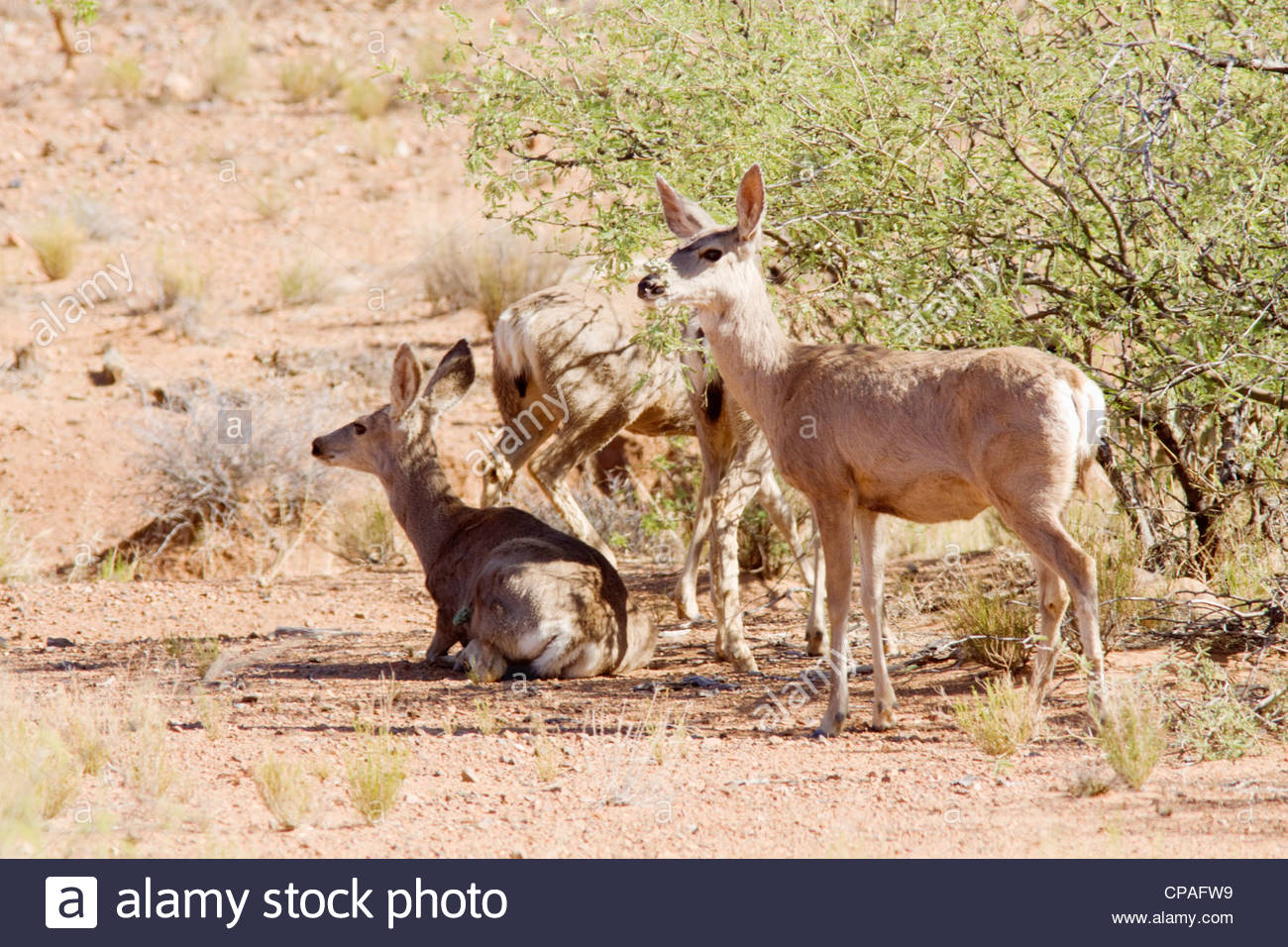 Mule Deer Arizona High Resolution Stock Photography and Images - Alamy