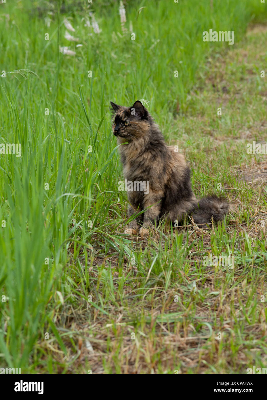 Fierce cat hi-res stock photography and images - Alamy