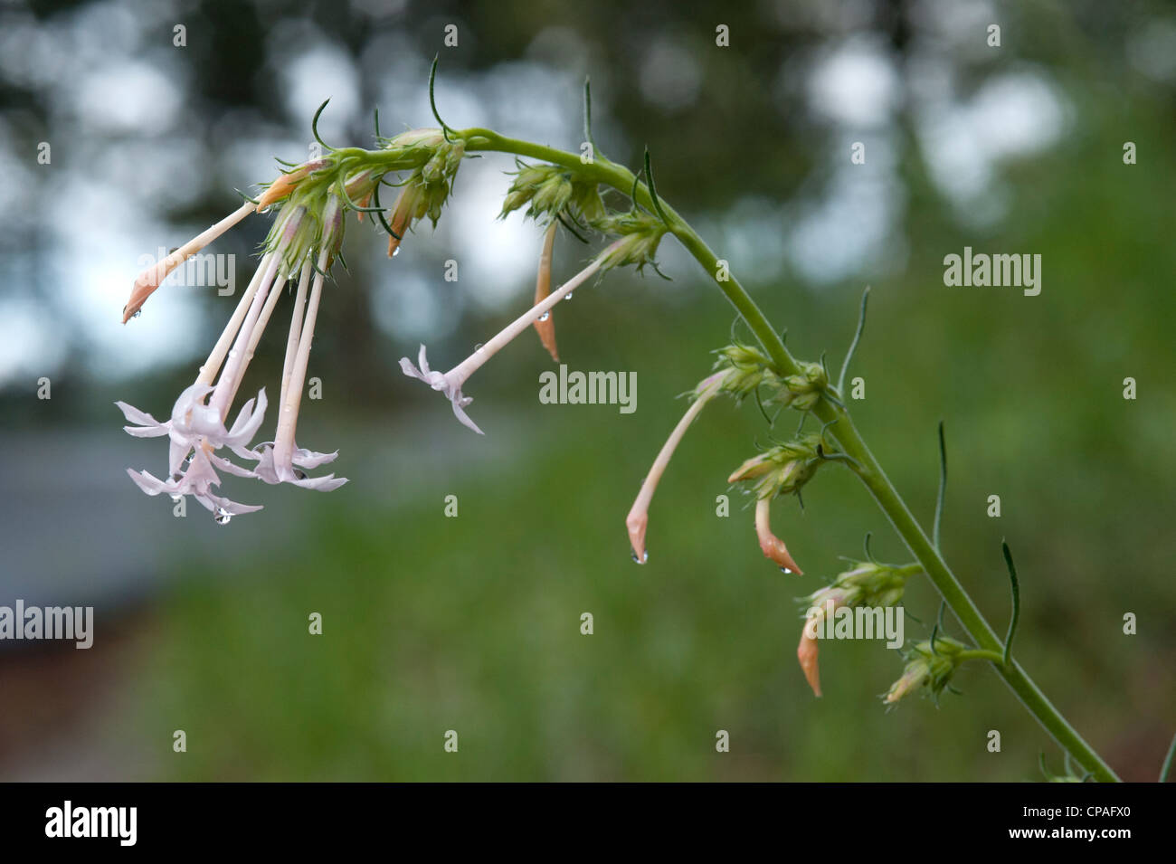 Fairy with trumpet hi-res stock photography and images - Alamy