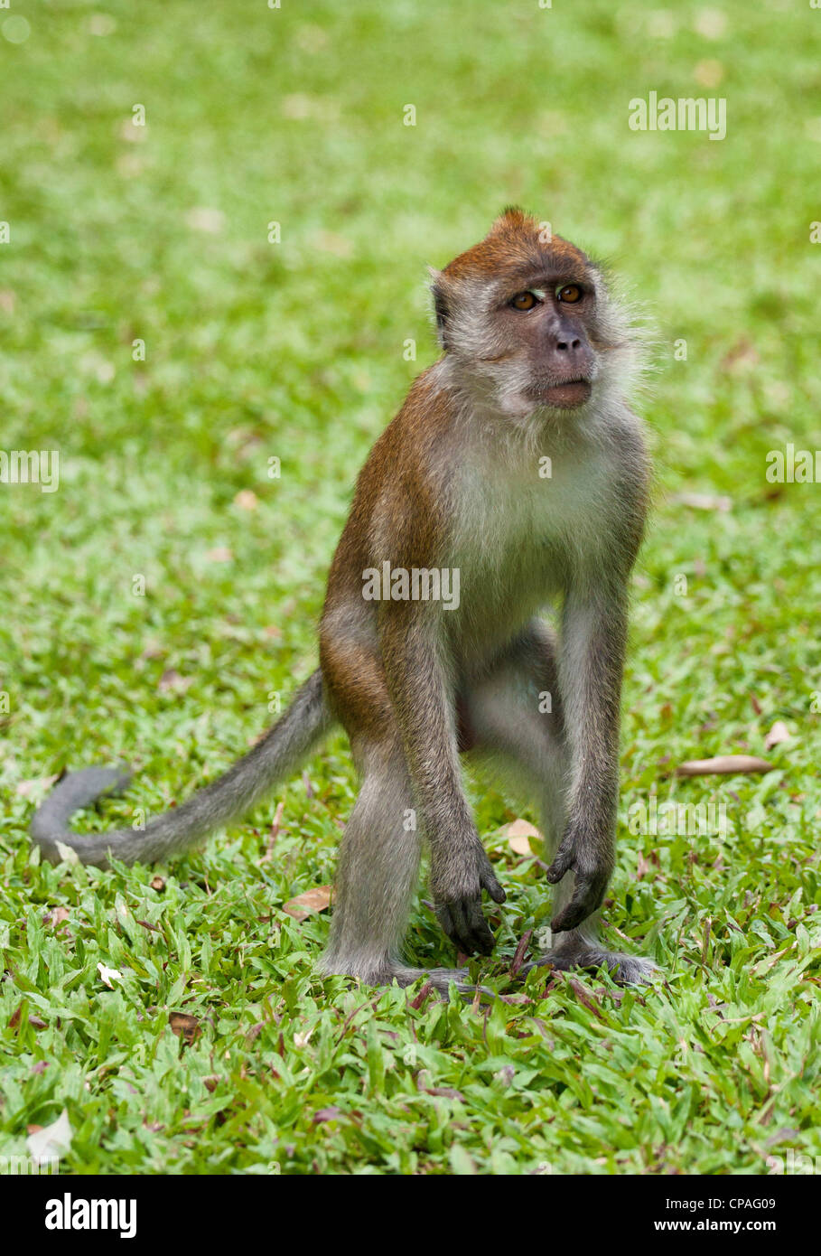 a small macaque monkey in penang malaysia Stock Photo - Alamy