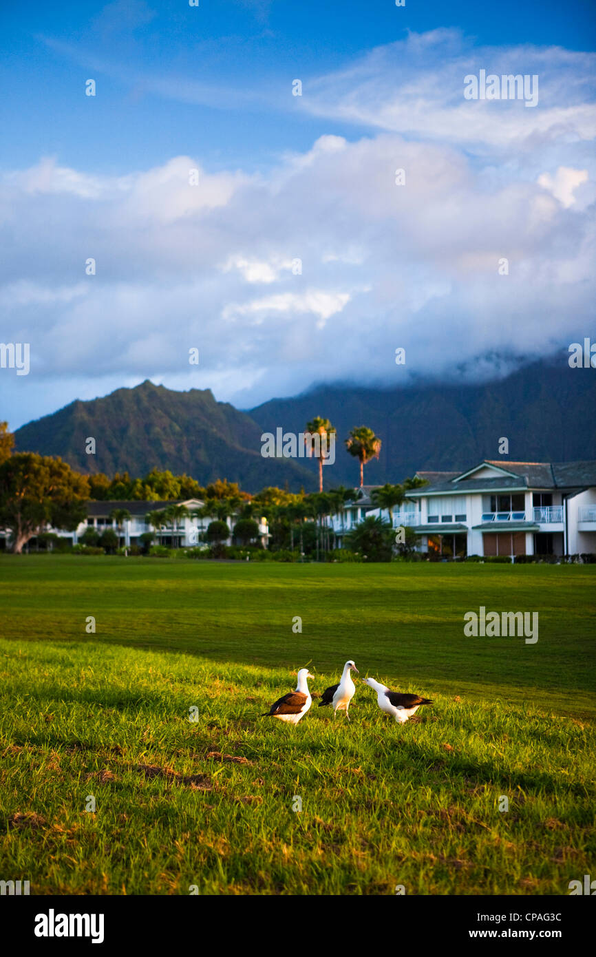 Condominium hawaii hi-res stock photography and images - Alamy