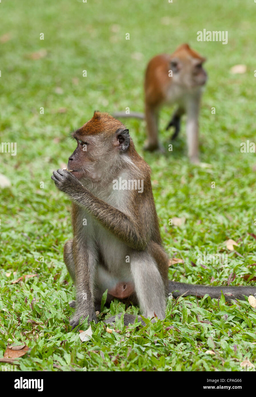 a small macaque monkey in penang malaysia Stock Photo - Alamy