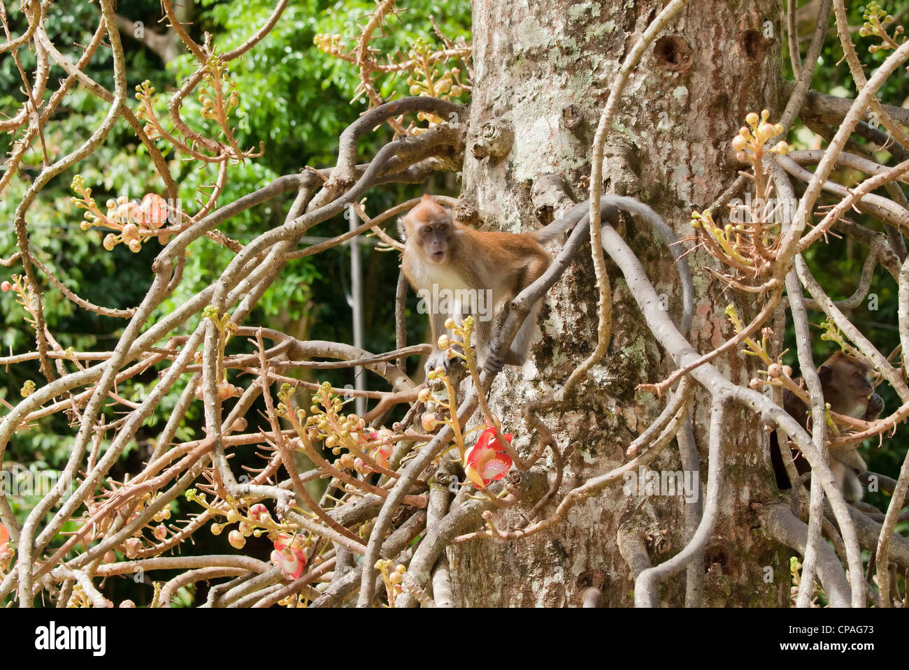 a small macaque monkey in penang malaysia Stock Photo - Alamy