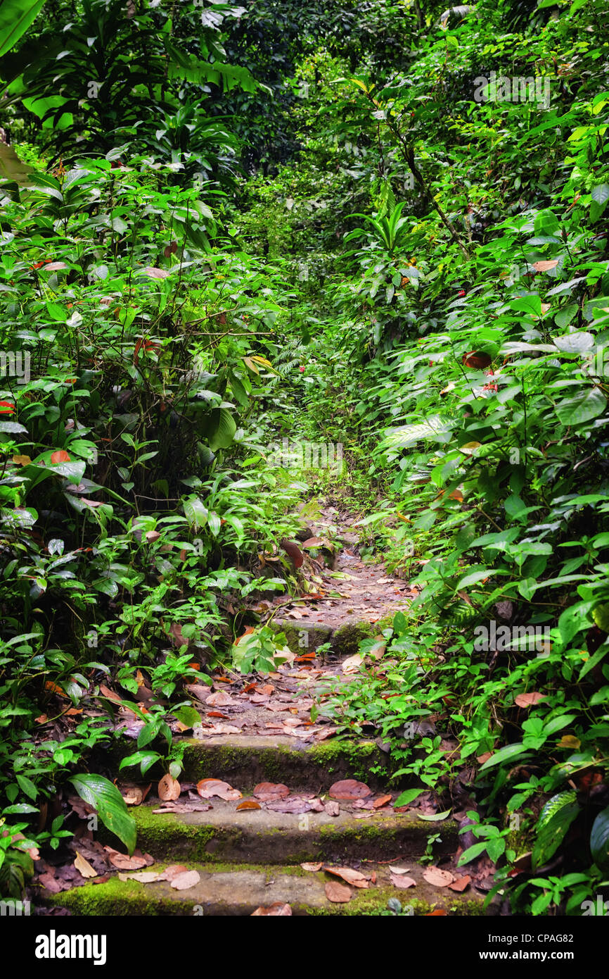 a path and steps lead through the forest Stock Photo - Alamy