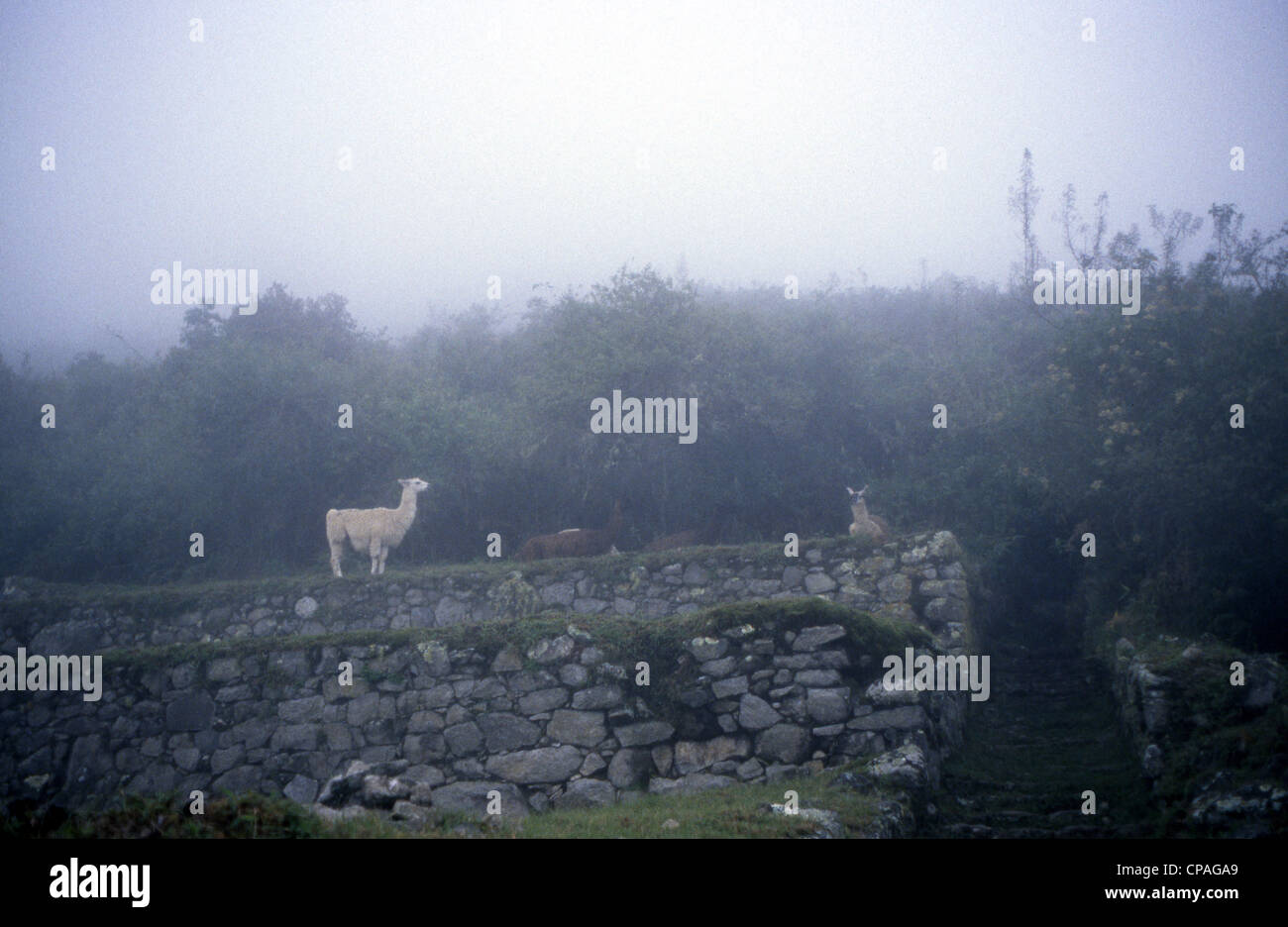 Peru, Llama, Andes Stock Photo - Alamy