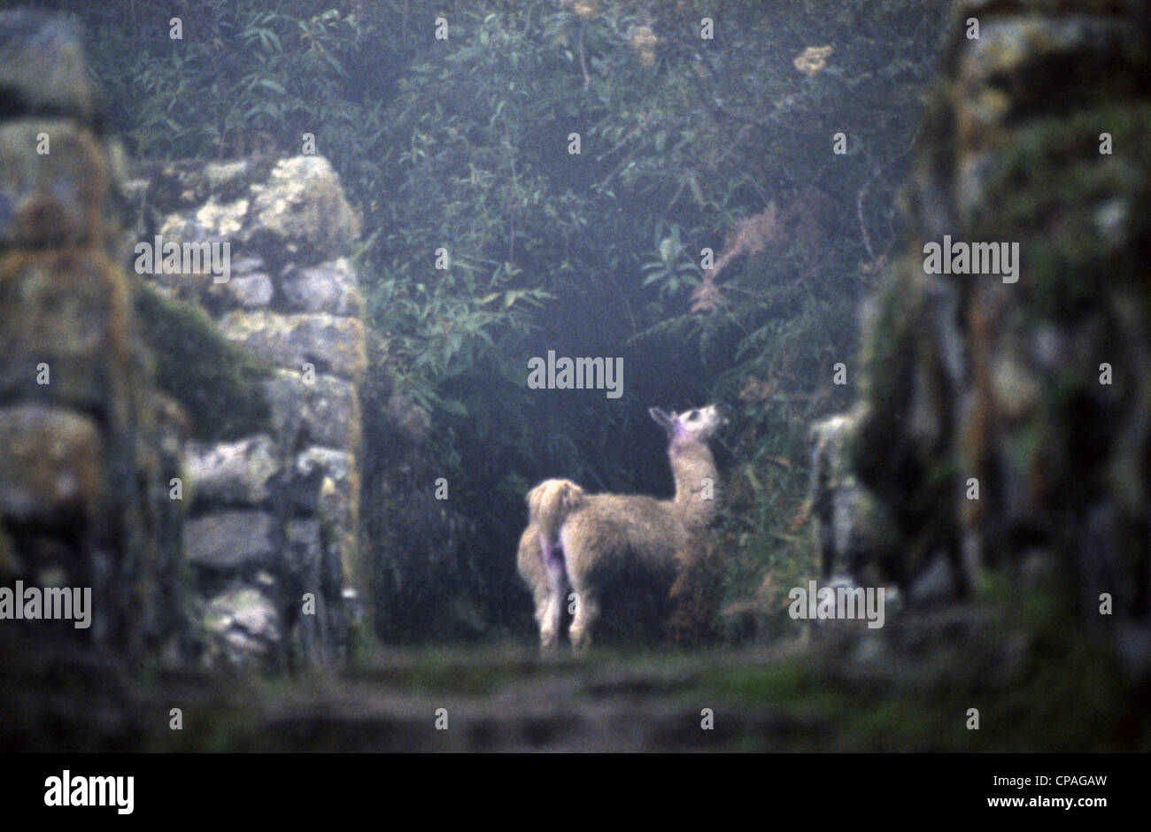 Peru, Llama, Andes Stock Photo - Alamy