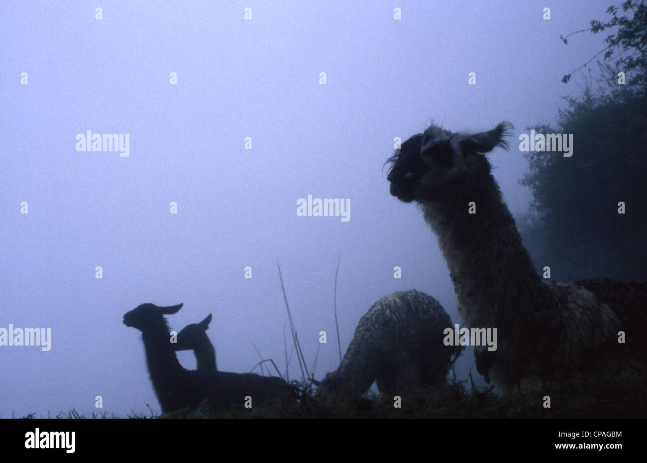 Peru, Llama, Andes Stock Photo - Alamy