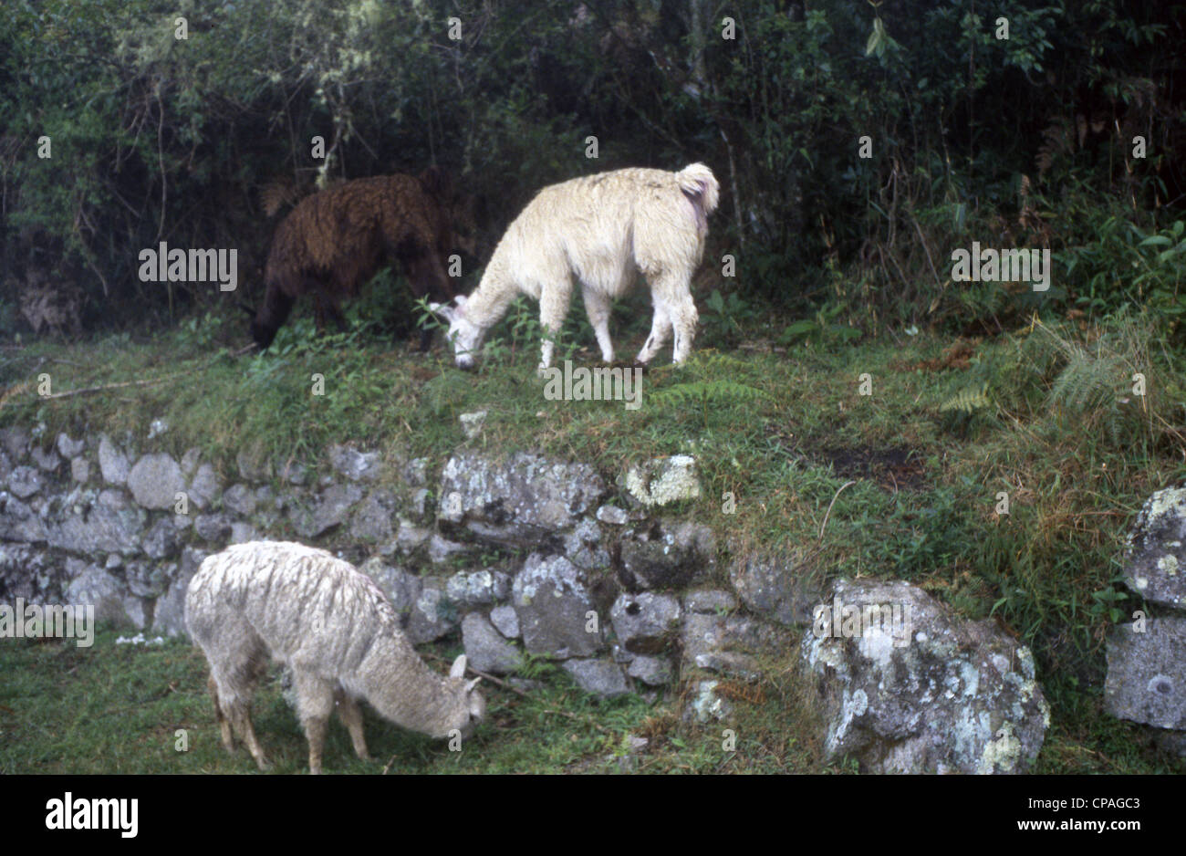 Peru, Llama, Andes Stock Photo - Alamy