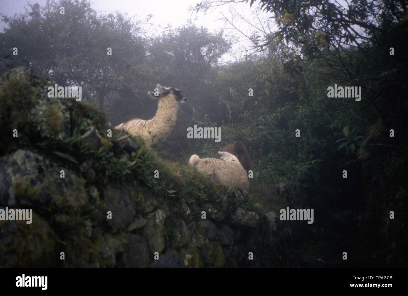 Peru, Llama, Andes Stock Photo - Alamy