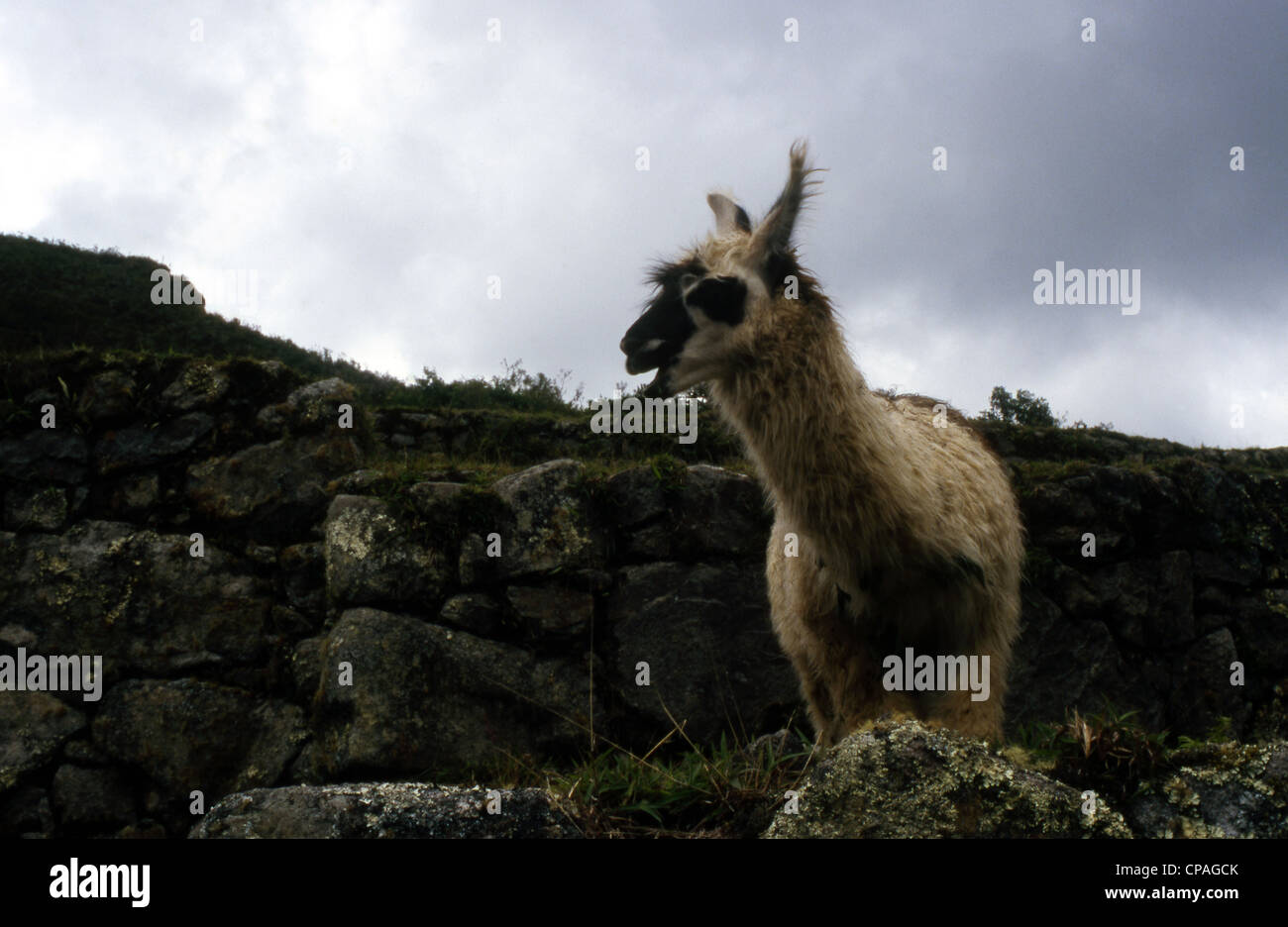 Peru, Llama, Andes Stock Photo - Alamy