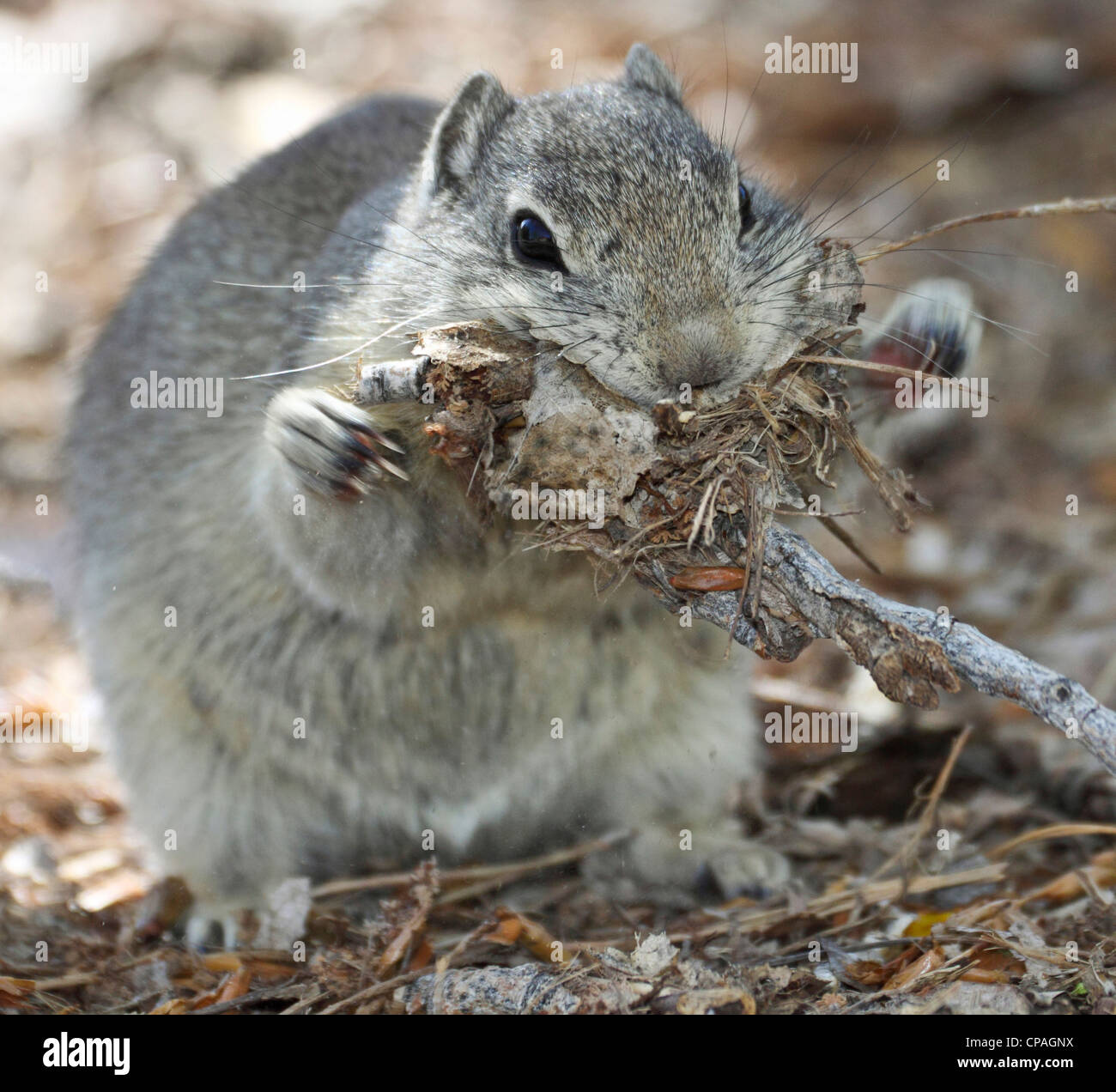 A Belding's ground squirrel gathers nesting material at Malheur ...