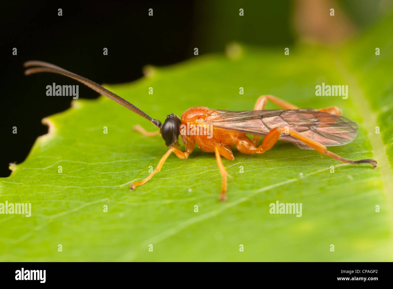 A male Ichneumonid Wasp (Theronia hilaris) perches on a leaf Stock ...