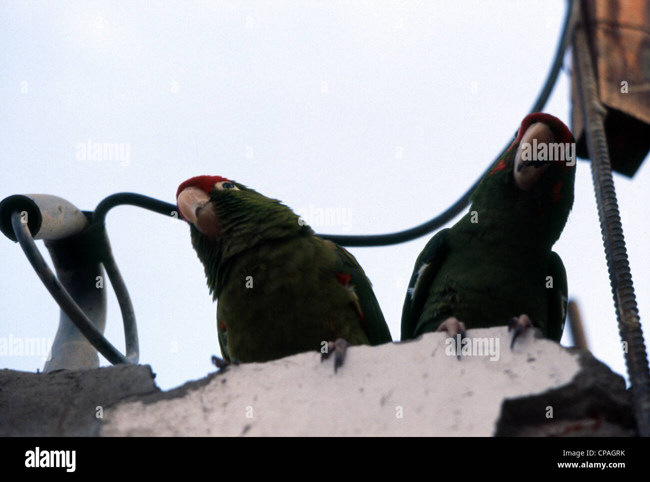 Peru, Parrot, redhead parrots Stock Photo - Alamy